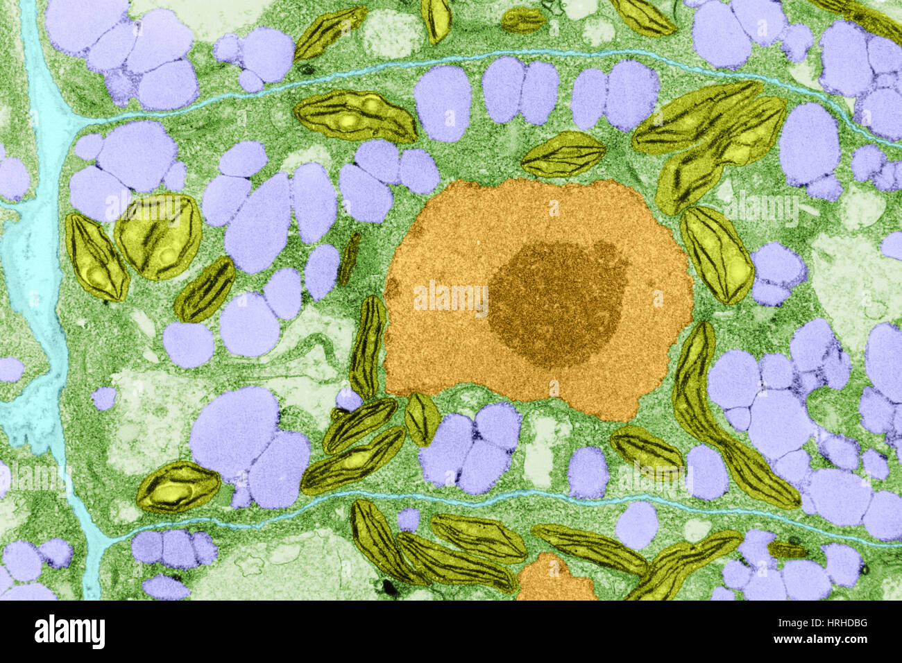 Plant Cell TEM Stock Photo - Alamy