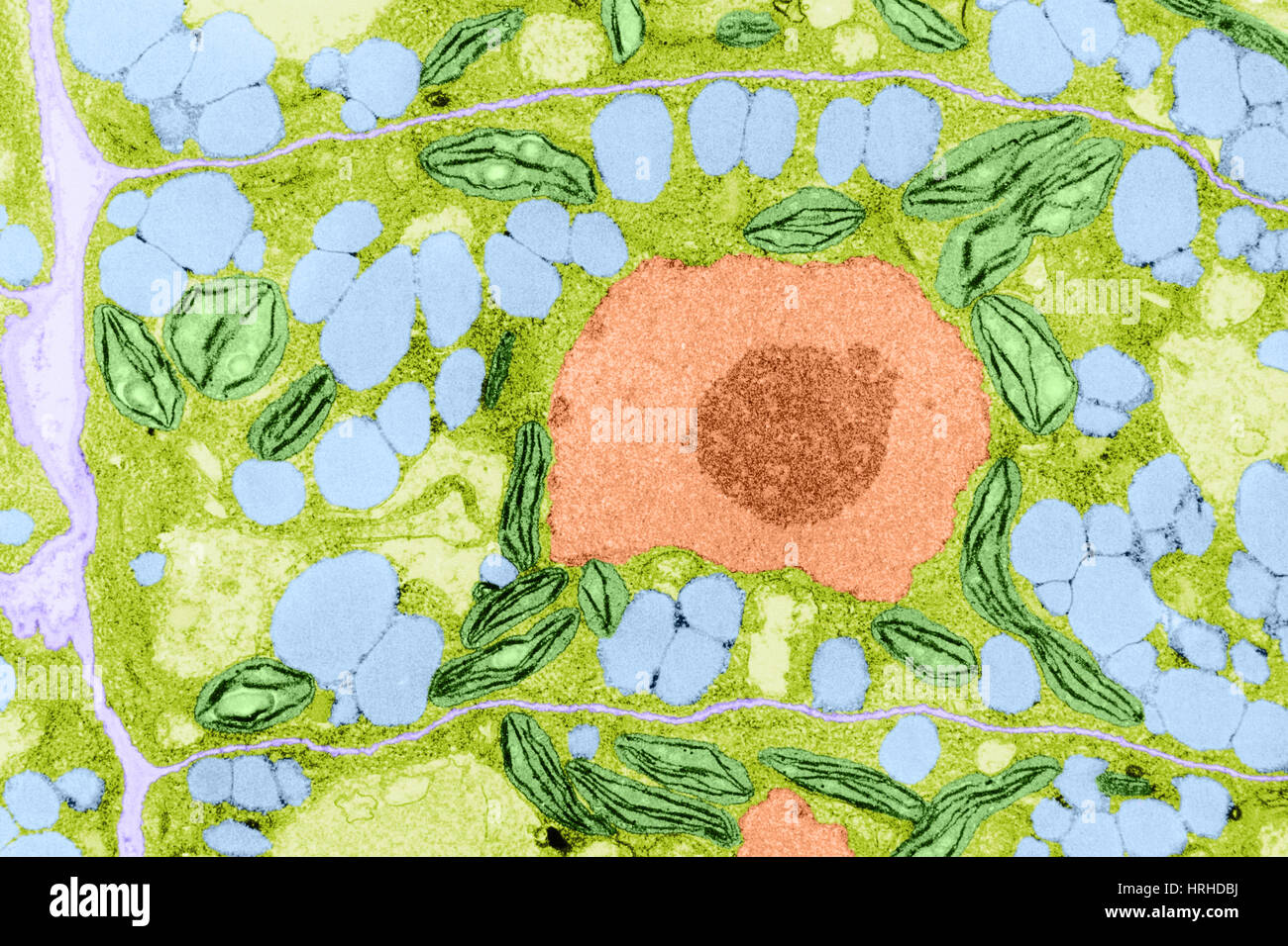Plant Cell TEM Stock Photo - Alamy