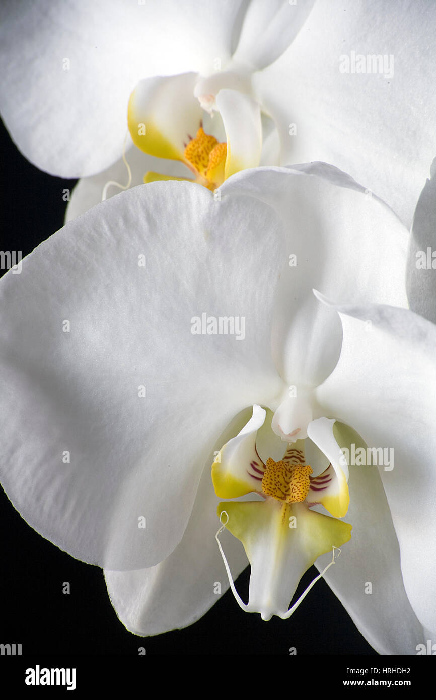 Orchids symmetry hi-res stock photography and images - Alamy