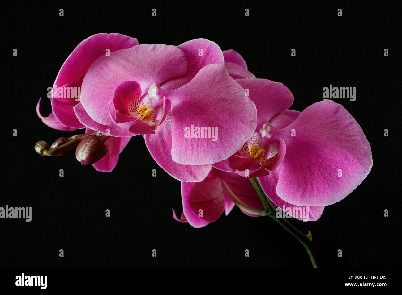 Orchids symmetry hi-res stock photography and images - Alamy