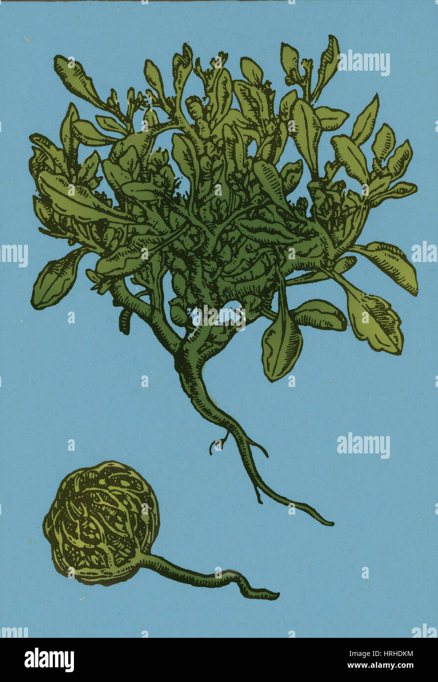 Selaginella lepidophylla resurrection plant hi-res stock photography ...