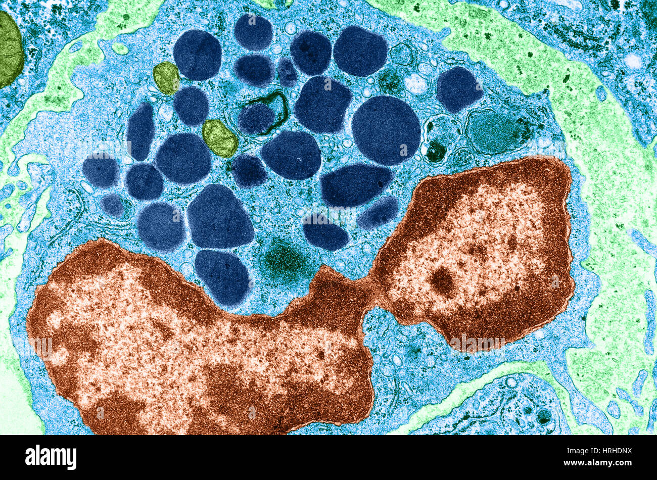 Basophil hi-res stock photography and images - Alamy