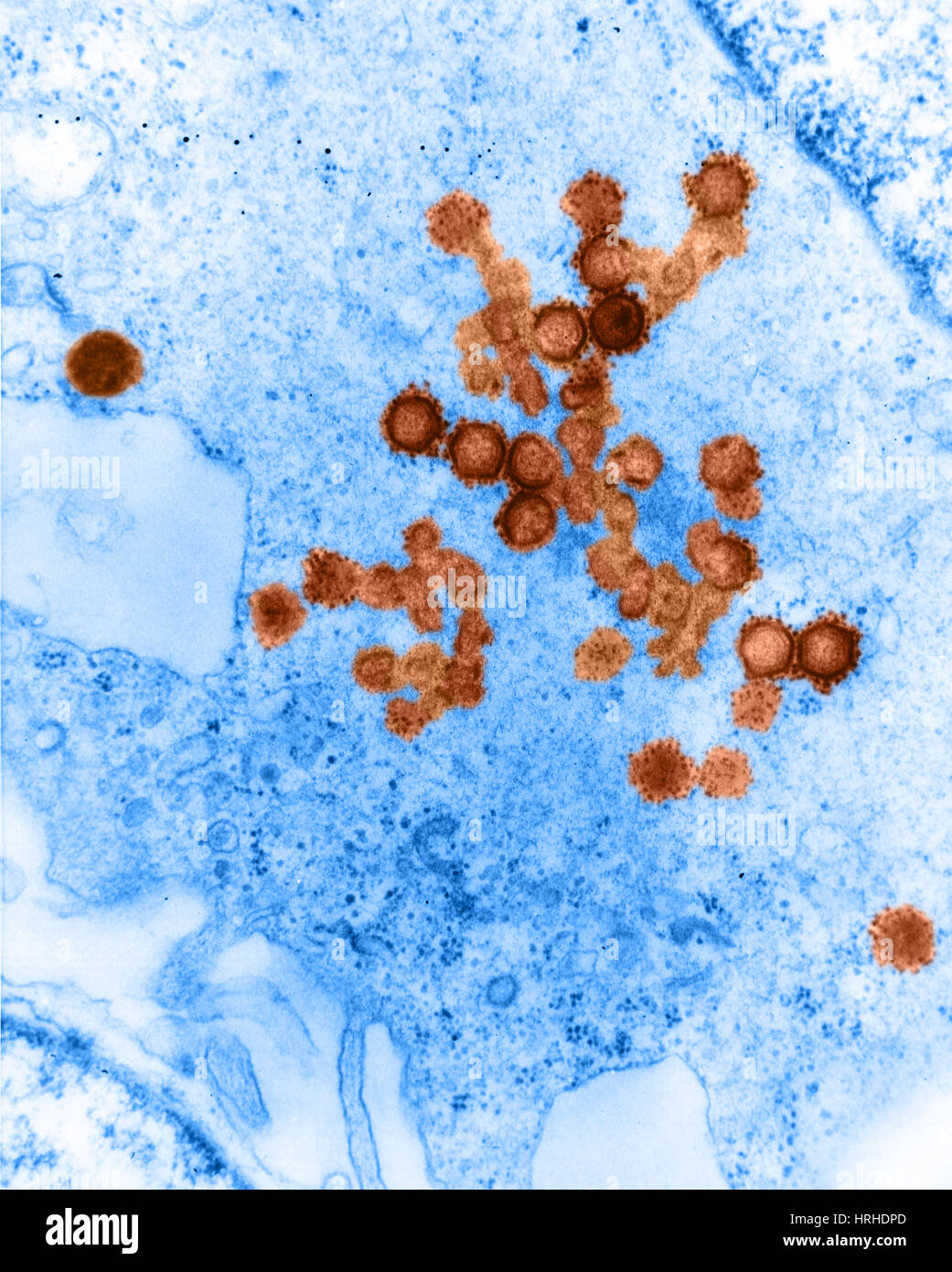 African swine fever hi-res stock photography and images - Alamy
