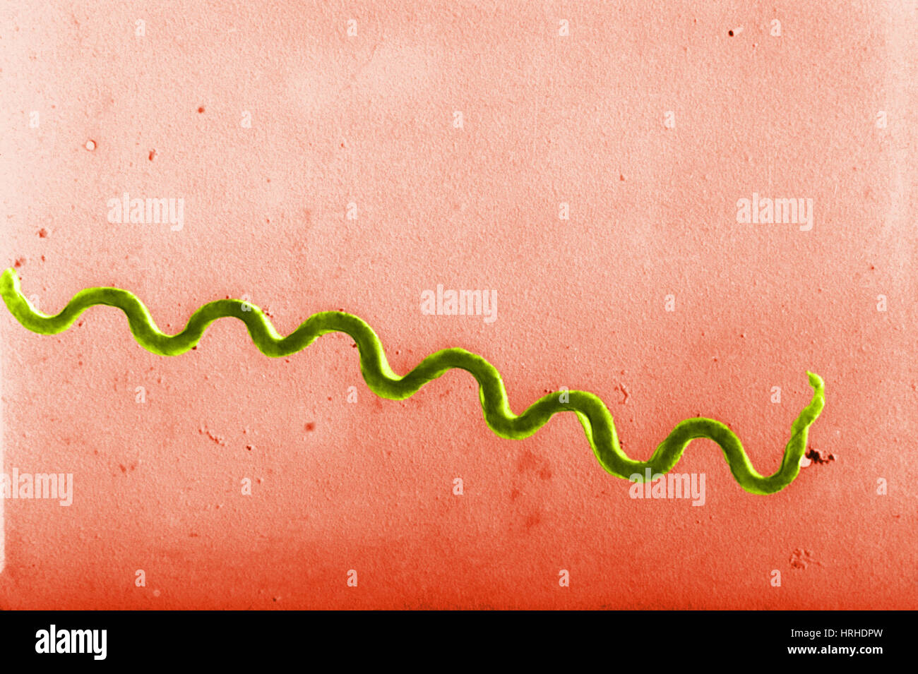 Treponema pallidum hi-res stock photography and images - Alamy