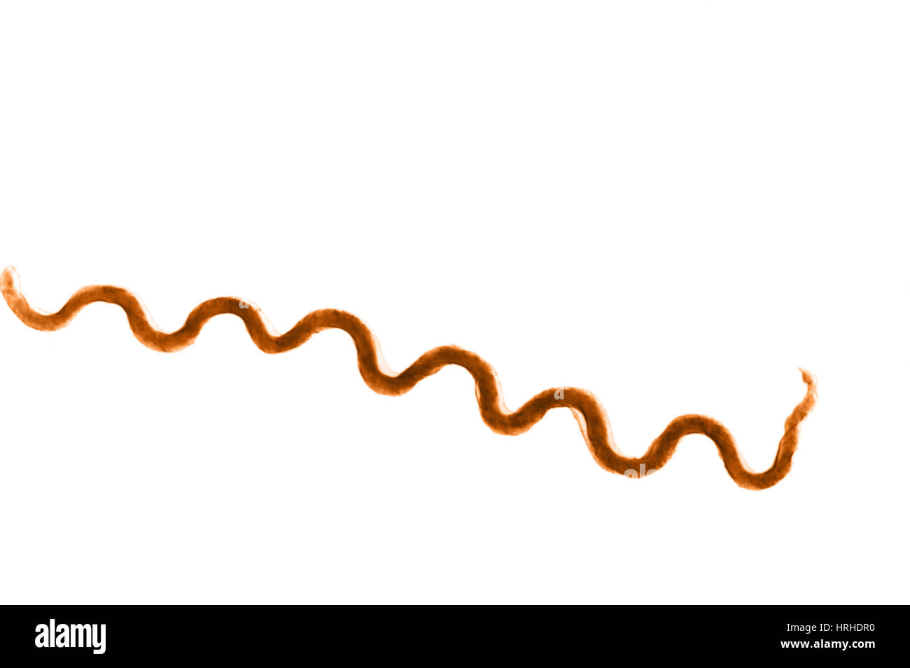 Treponema pallidum bacteria hi-res stock photography and images - Alamy