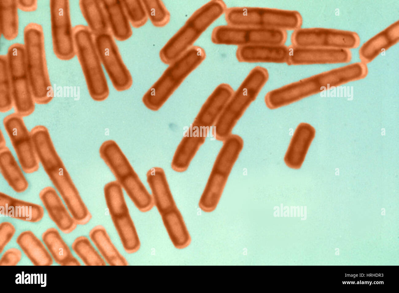 Bacillus cereus hi-res stock photography and images - Alamy