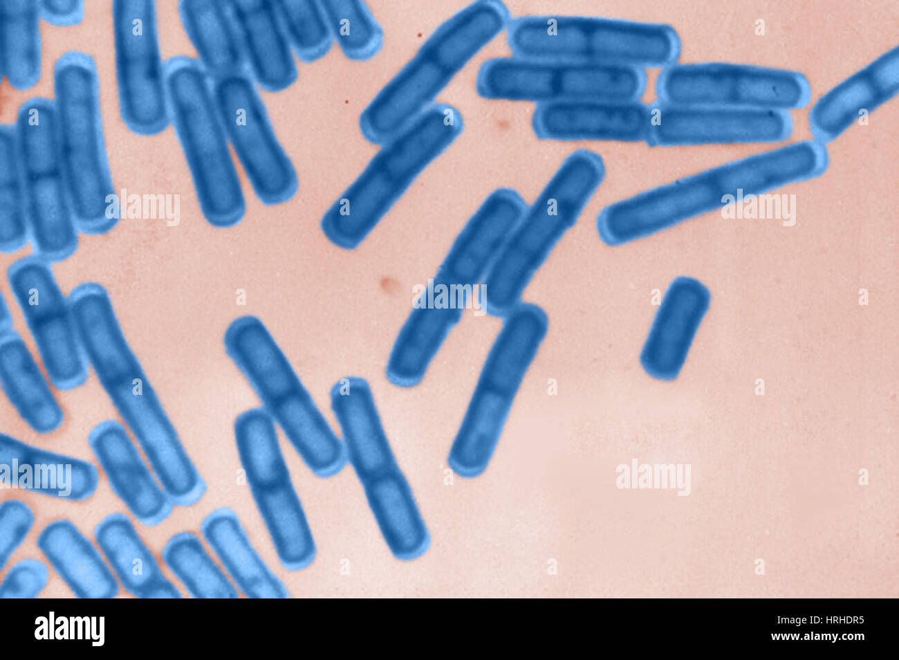 Bacillus cereus hi-res stock photography and images - Alamy