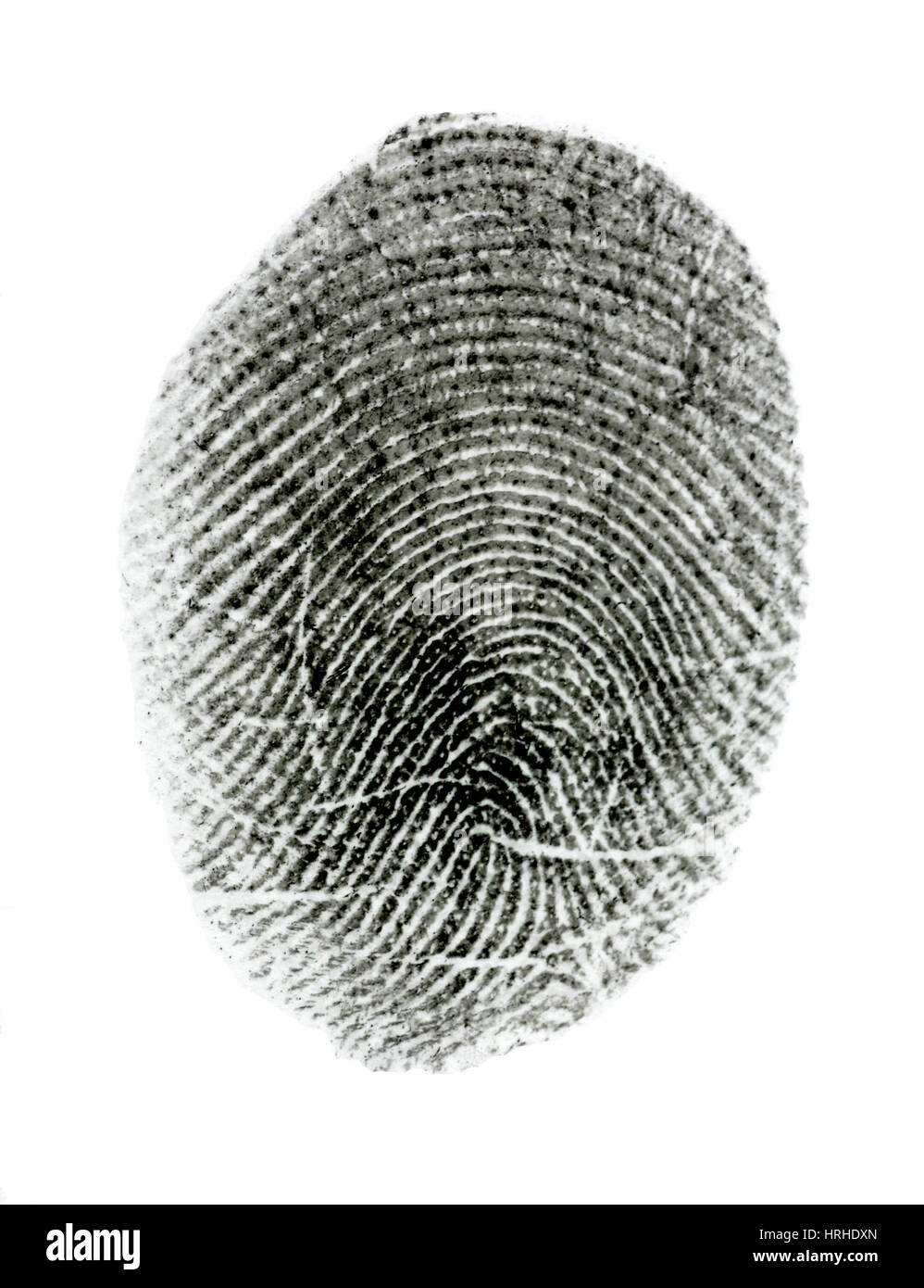 Fingerprint loop pattern hi-res stock photography and images - Alamy Fingerprint loop pattern hi-res stock photography and images - Alamy