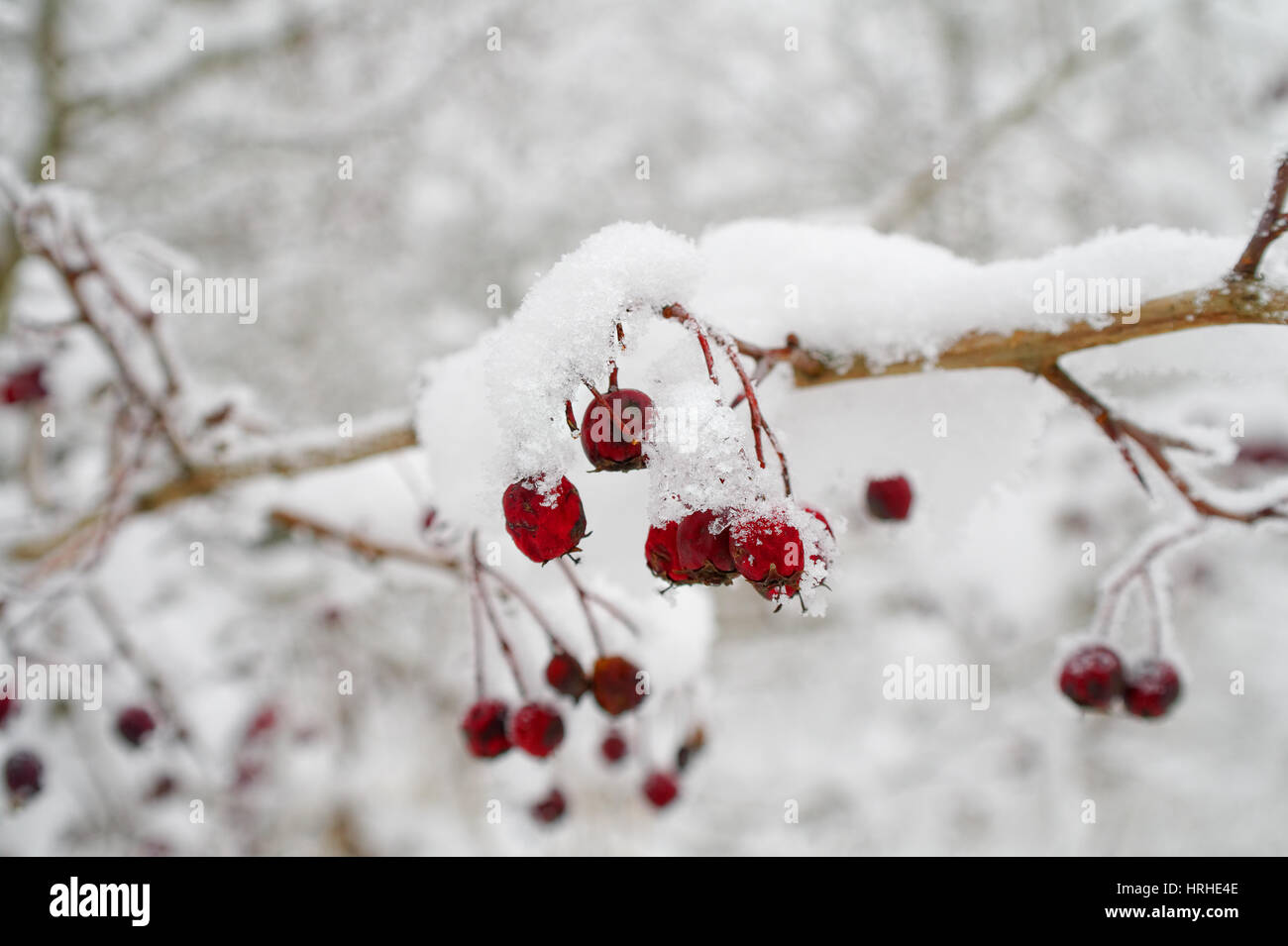 Hawthorn twig hi-res stock photography and images - Alamy