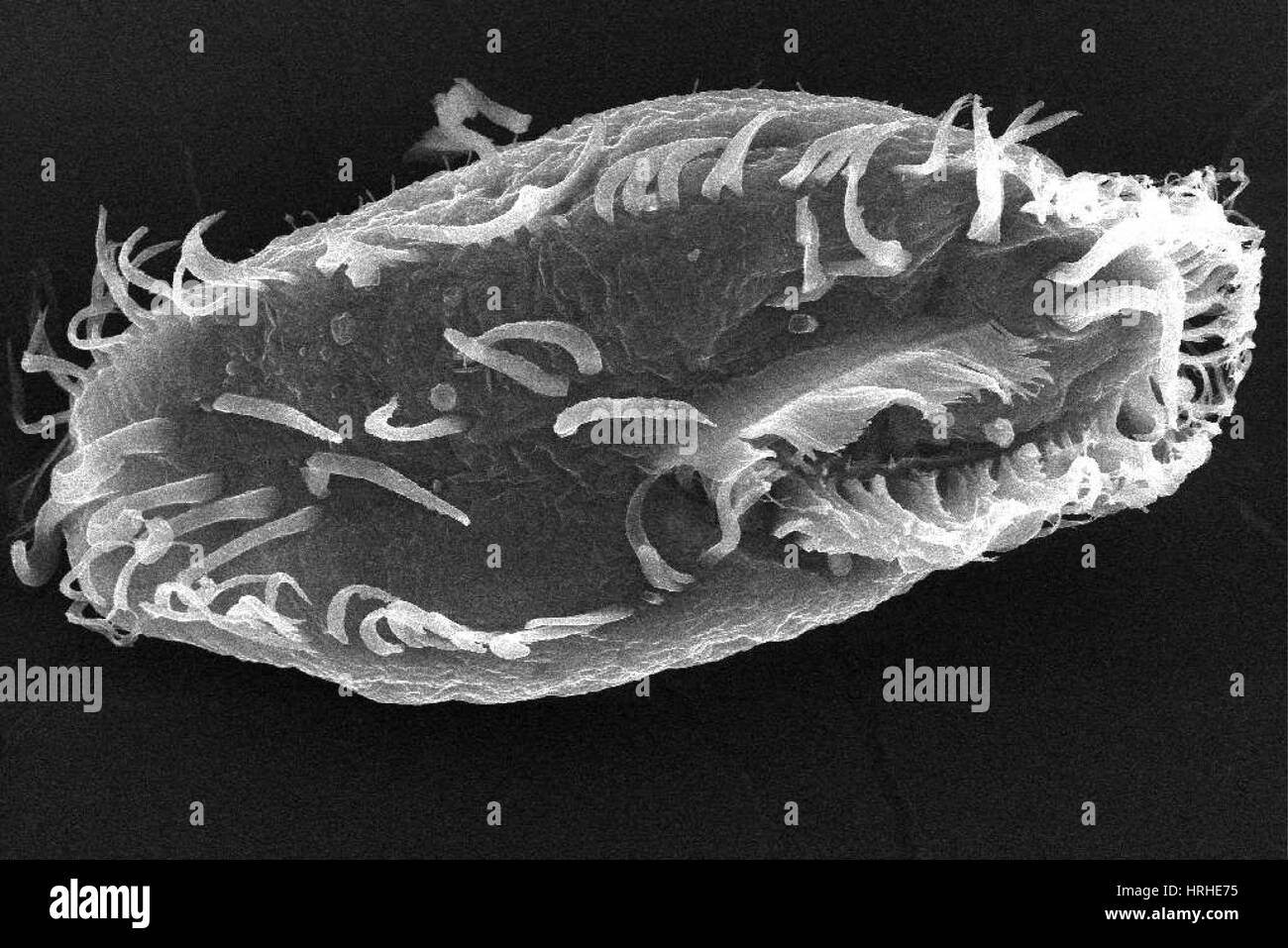 Spirotrich hi-res stock photography and images - Alamy