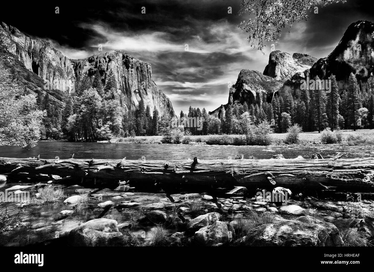 Fallen tree in the river Black and White Stock Photos & Images - Alamy