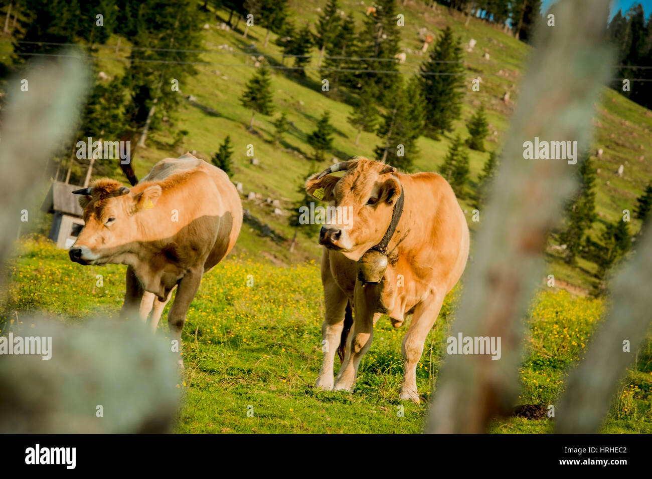 Kuh auf der alm cow hi-res stock photography and images - Alamy