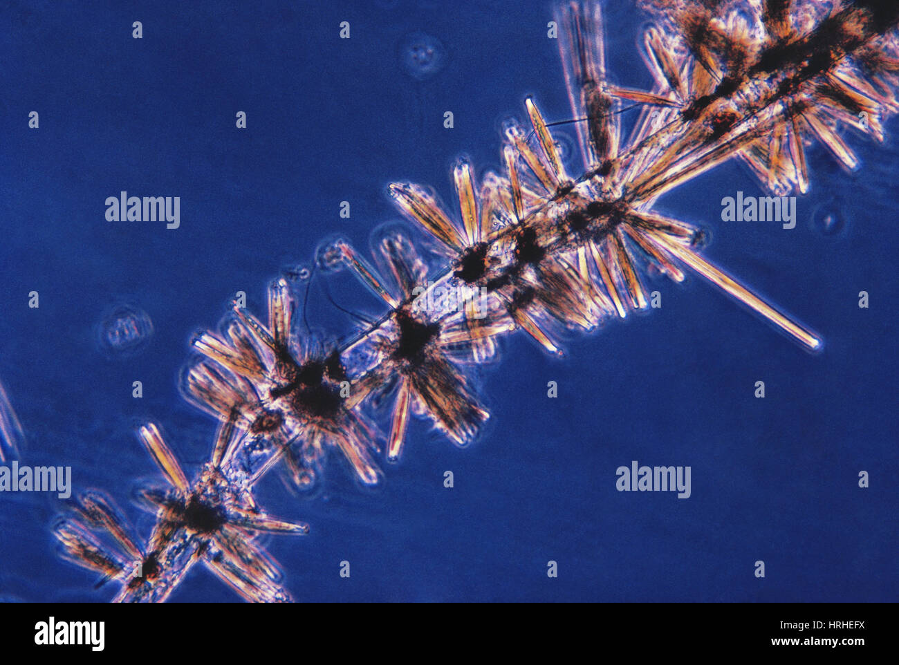 Diatoms, light micrograph hi-res stock photography and images - Alamy