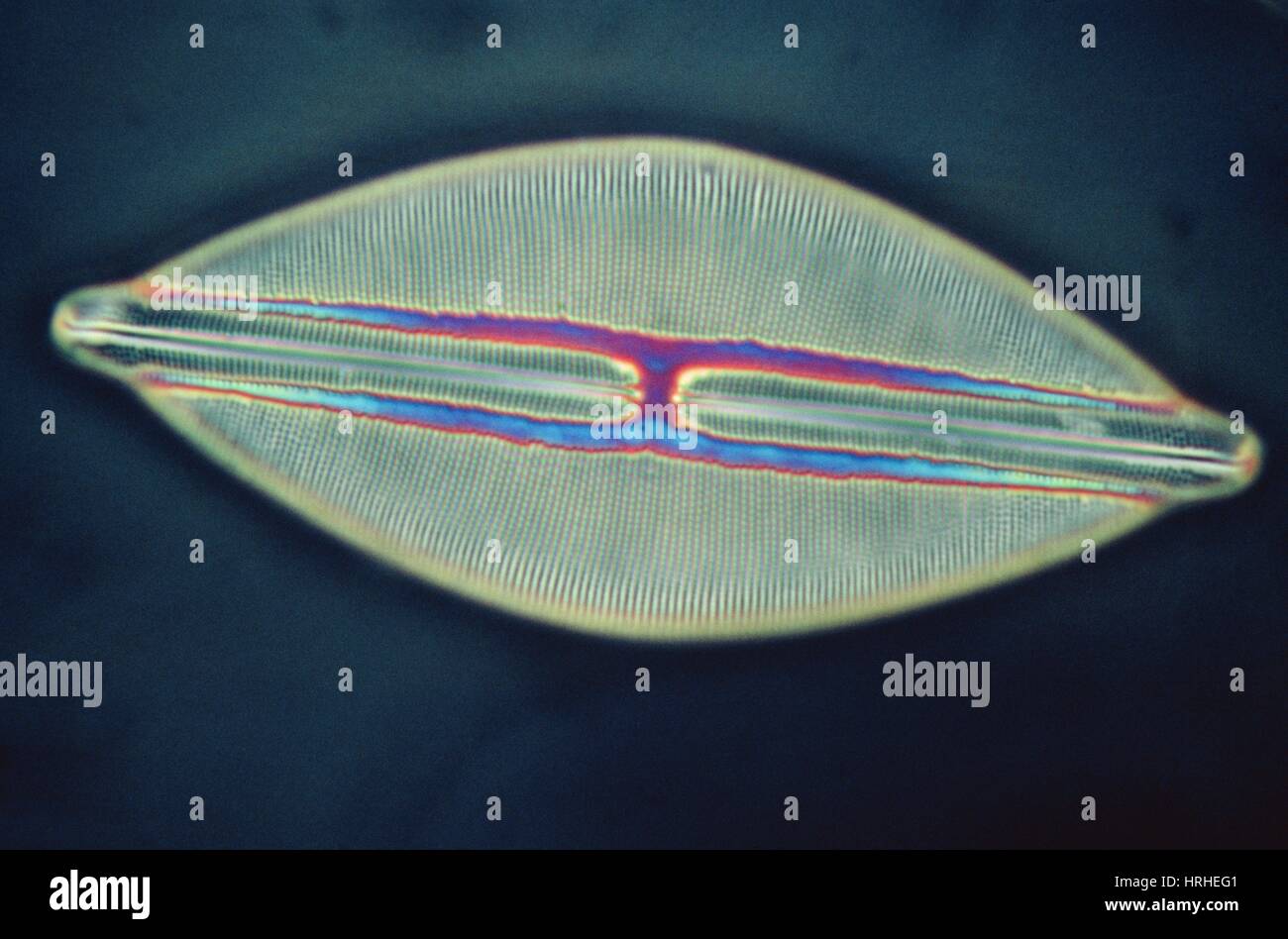 Navicula hi-res stock photography and images - Alamy