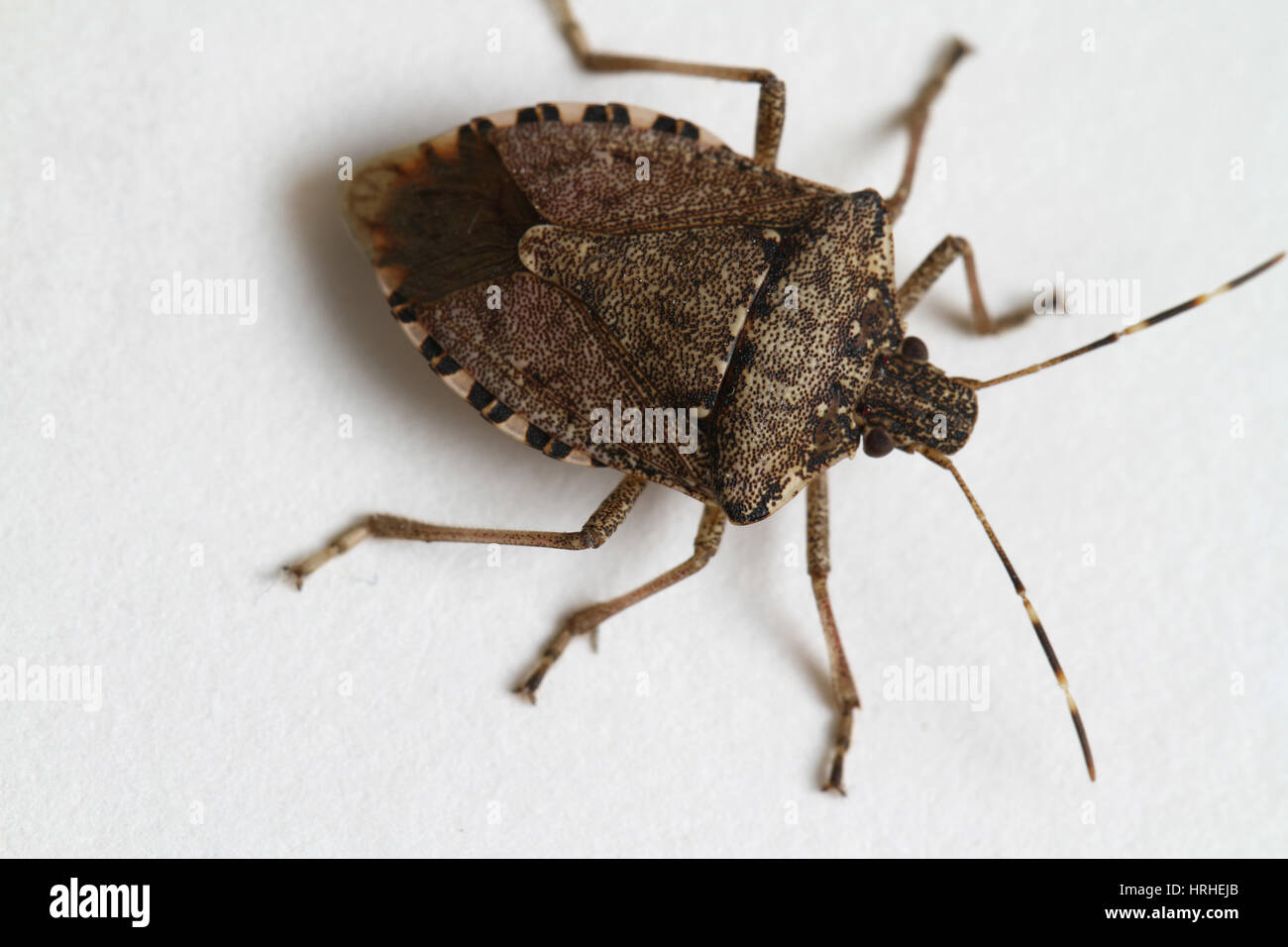 Pentatomidae stink bug hi-res stock photography and images - Alamy