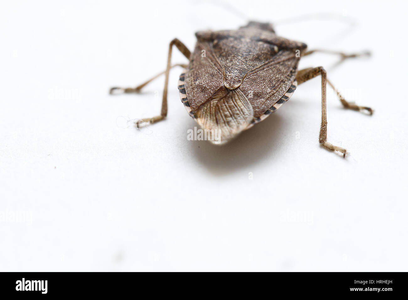 Pentatomidae stink bug hi-res stock photography and images - Alamy