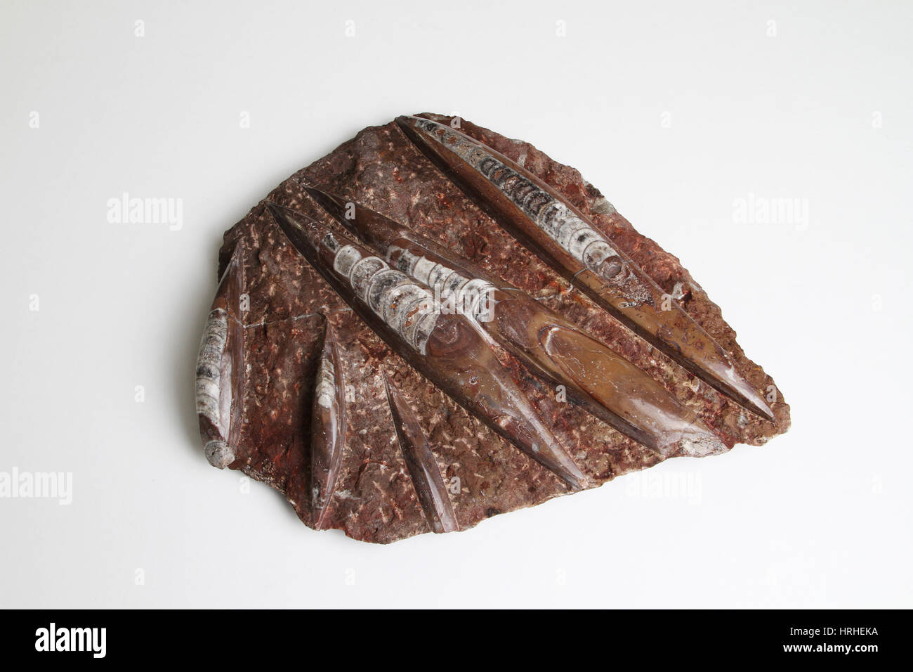 Orthoceras hi-res stock photography and images - Alamy