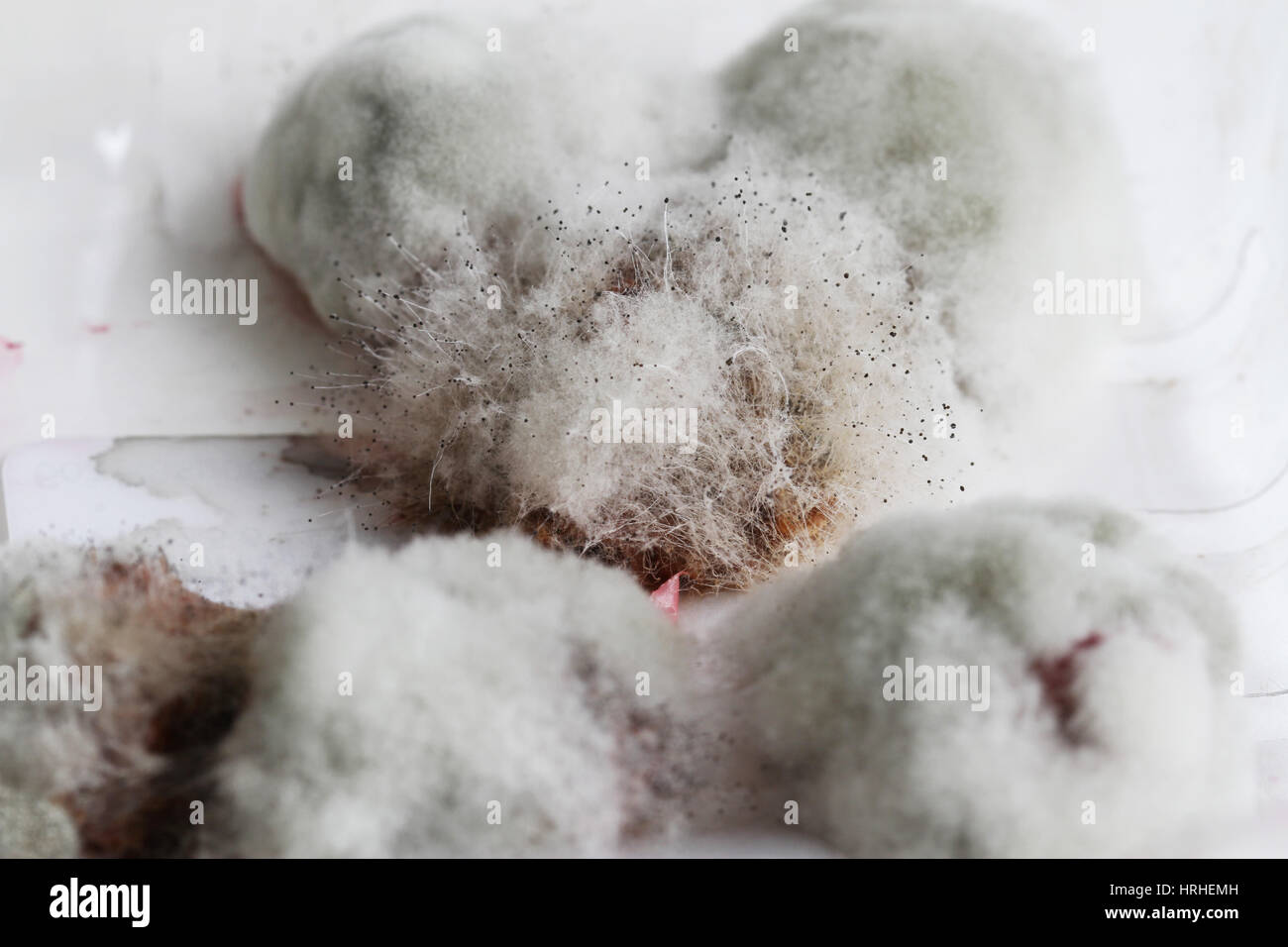 Moldy berries hi-res stock photography and images - Alamy