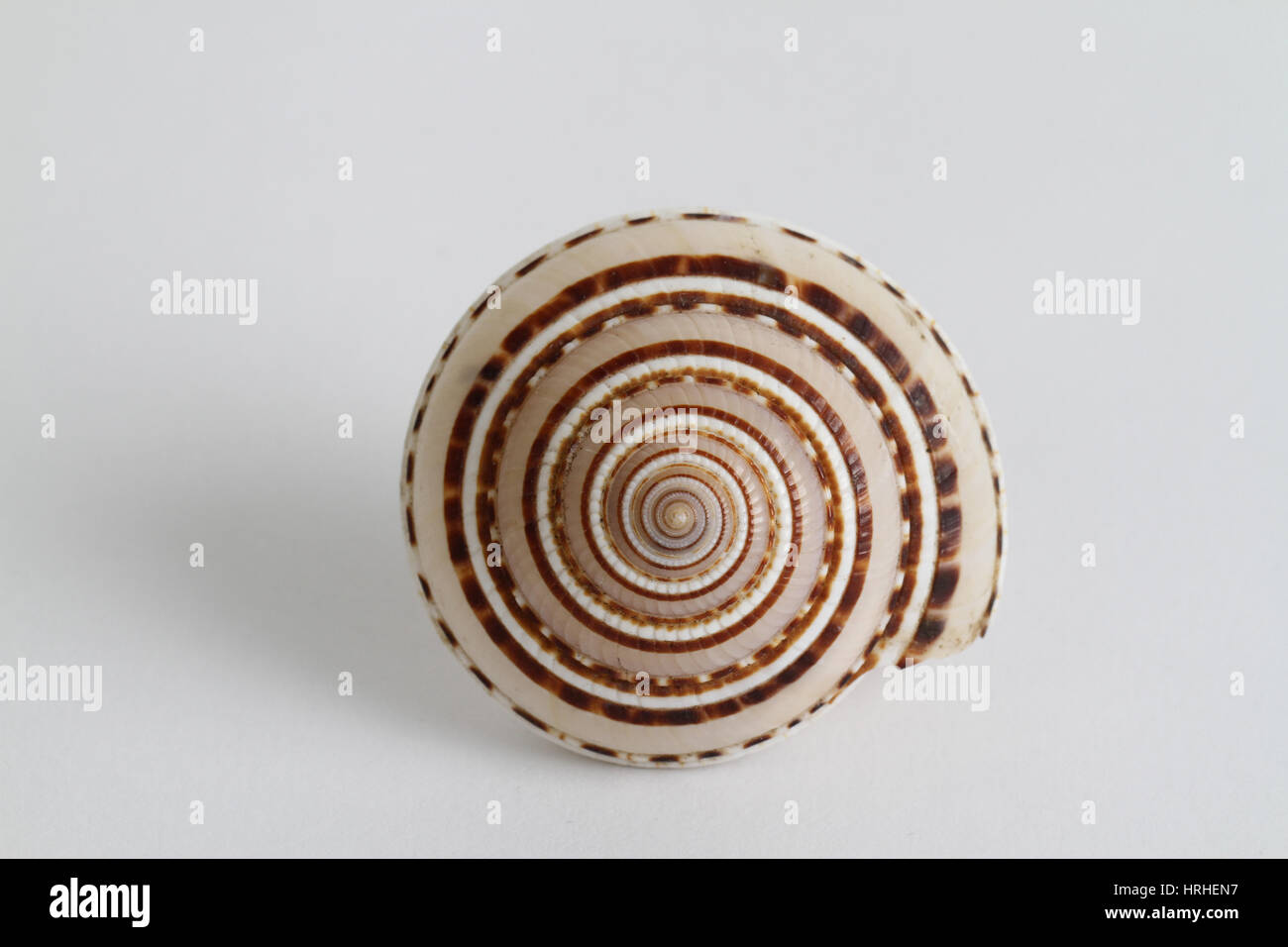 Geometric shell hi-res stock photography and images - Alamy