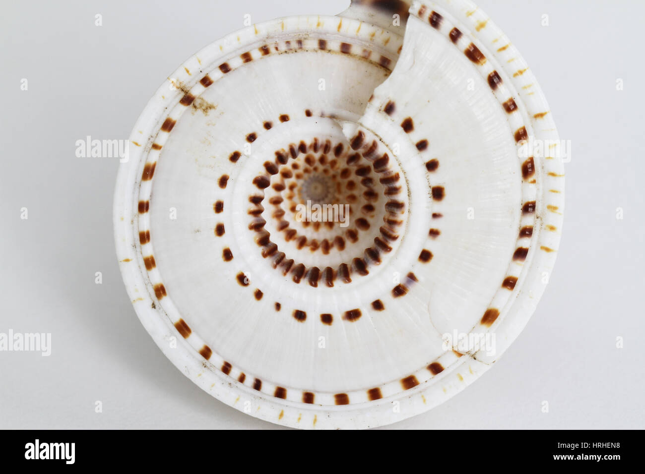 Geometric shell hi-res stock photography and images - Alamy