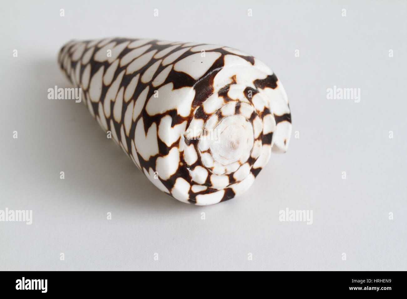 Marbled Cone Shell Stock Photo - Alamy