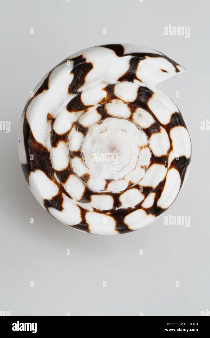 Marbled cone snail hi-res stock photography and images - Alamy