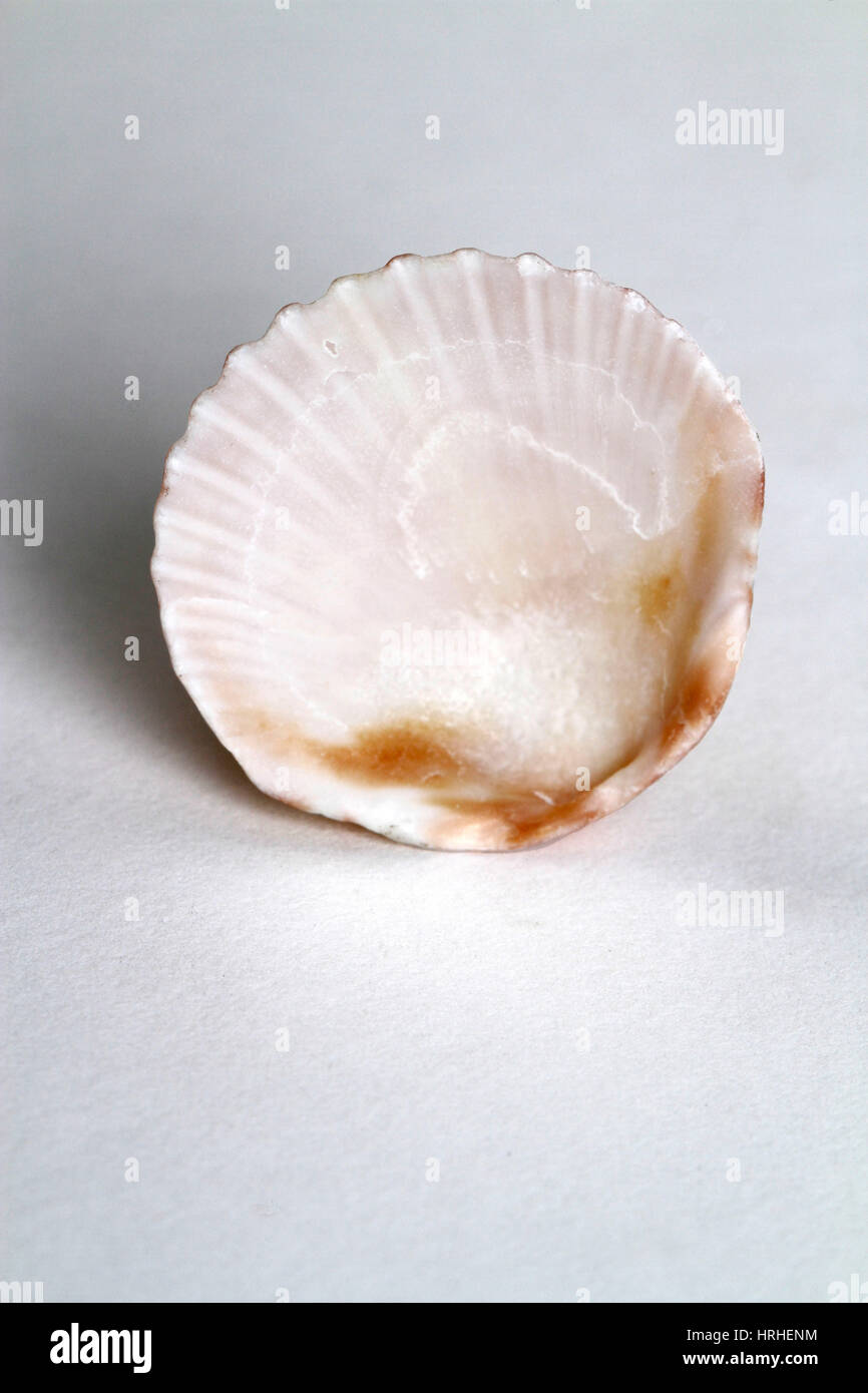 Scalloped shell hi-res stock photography and images - Alamy