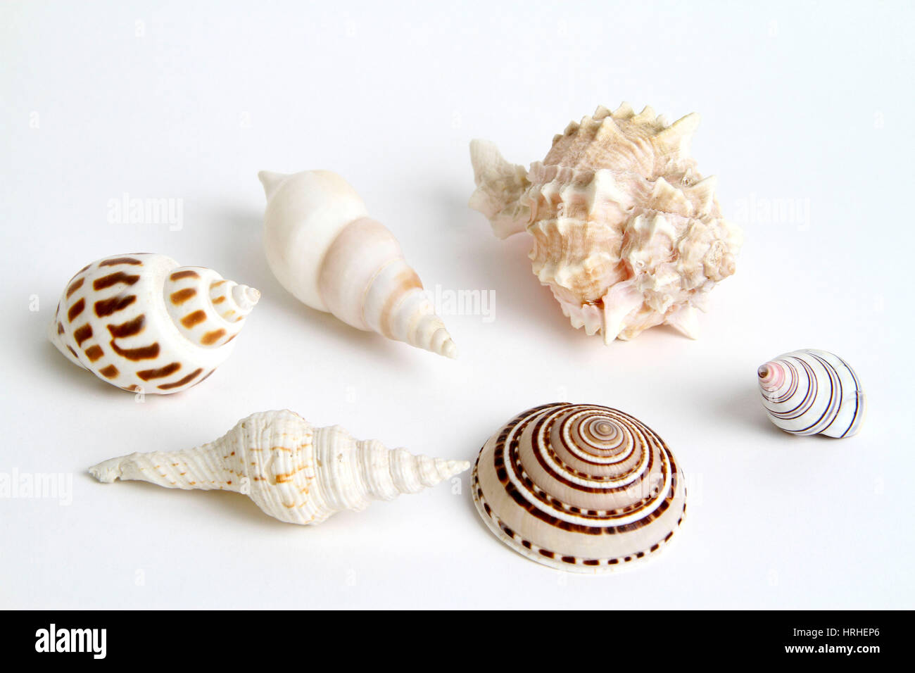 Sea shell assortment hi-res stock photography and images - Alamy