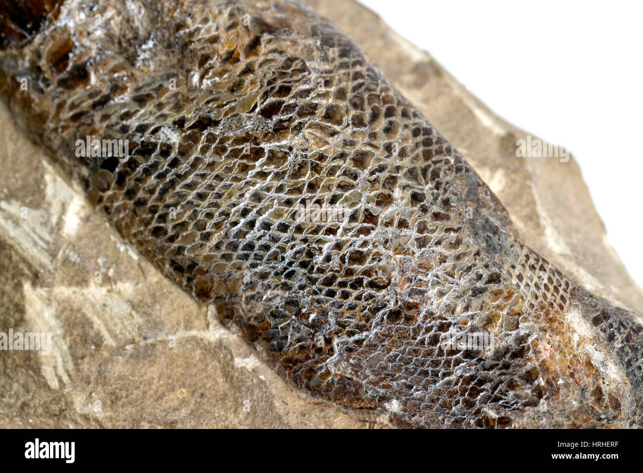 Fossil fish scales hi-res stock photography and images - Alamy