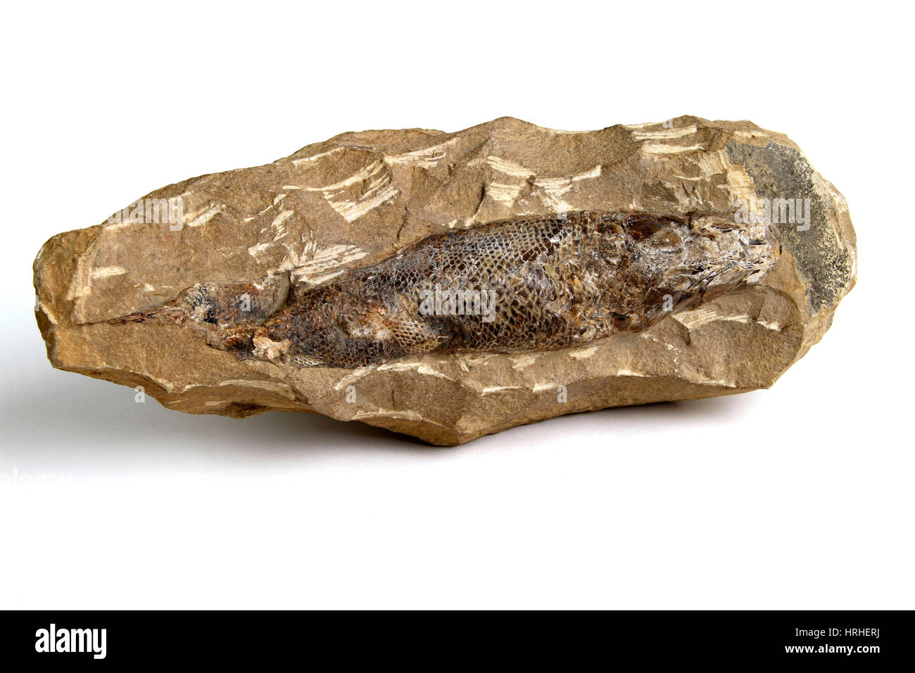 Fossil fish scales hi-res stock photography and images - Alamy