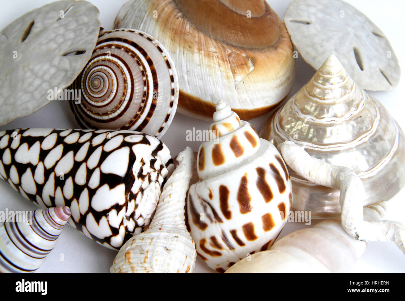 Sea shell assortment hi-res stock photography and images - Alamy