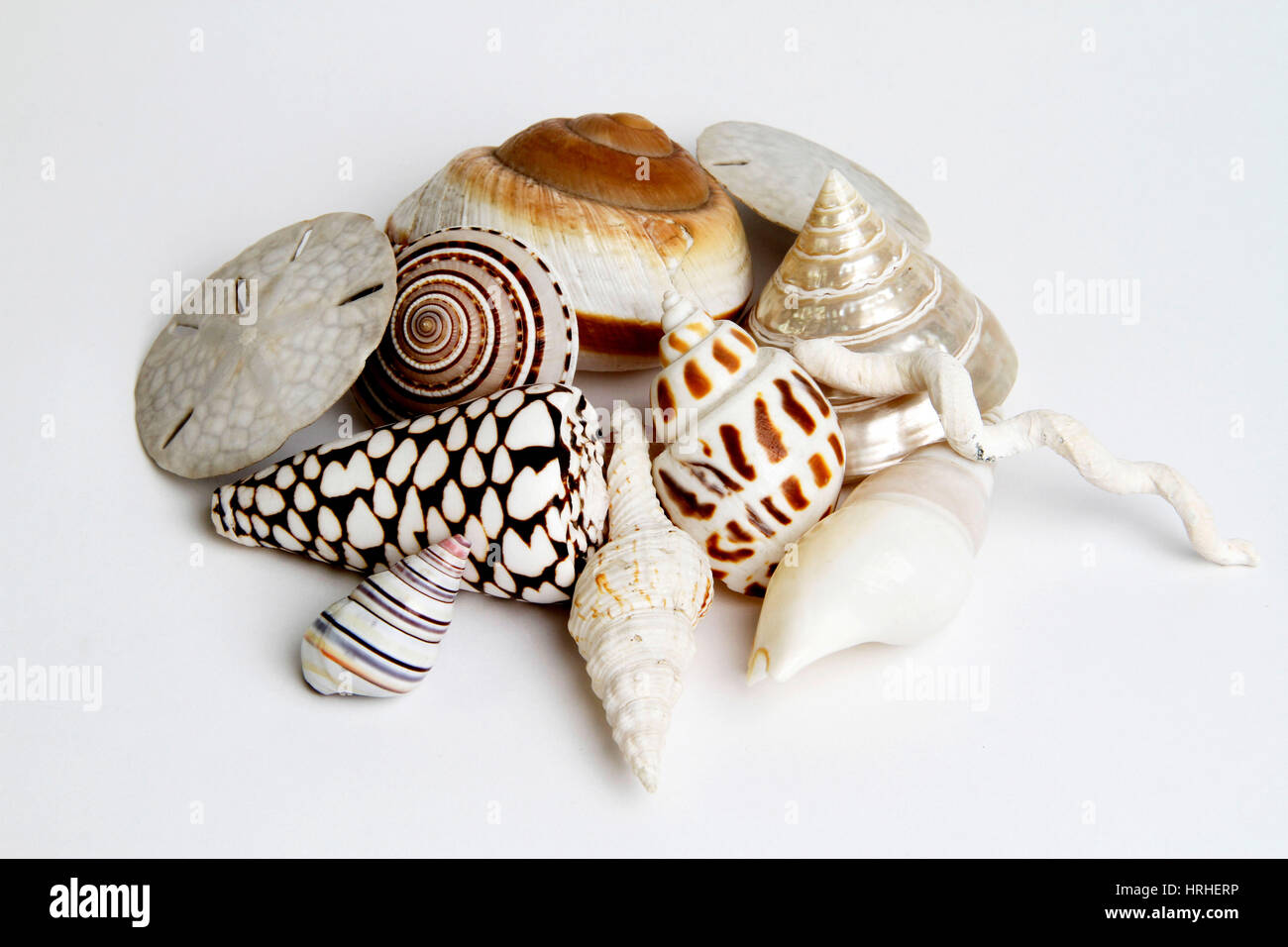 Seashell assortment hi-res stock photography and images - Alamy