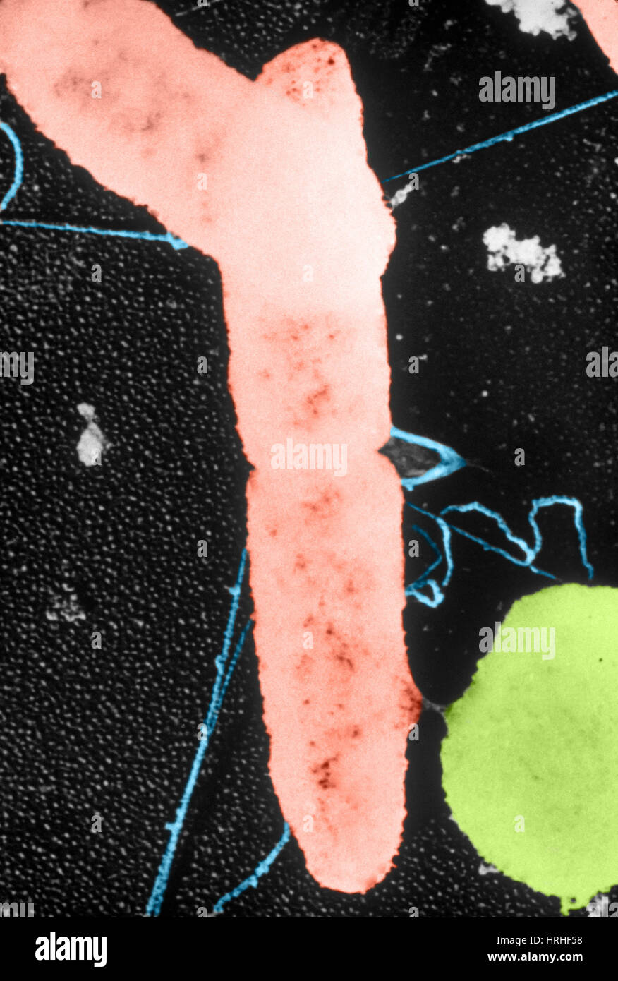 Bacterial cell tem hi-res stock photography and images - Alamy