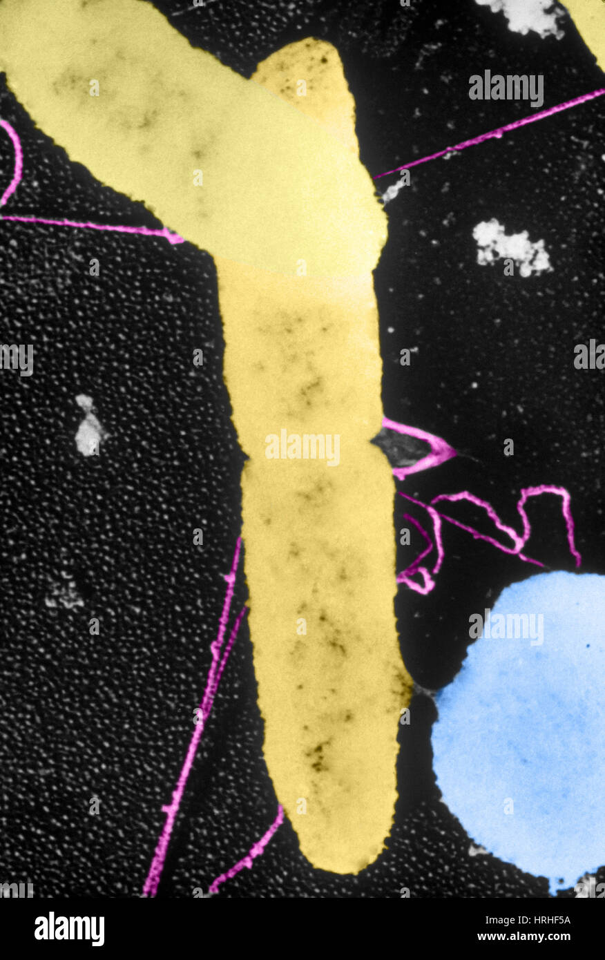 Bacterial conjugation pilus hi-res stock photography and images - Alamy