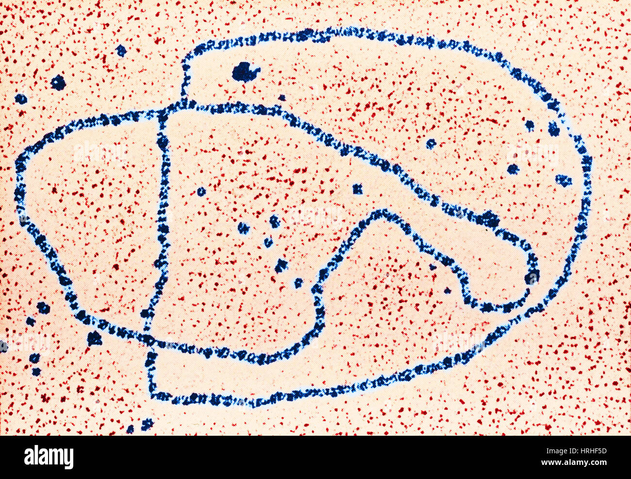 TEM of DNA Replication Stock Photo - Alamy