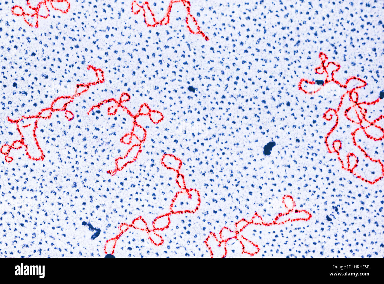 TEM of DNA Fragments Stock Photo - Alamy