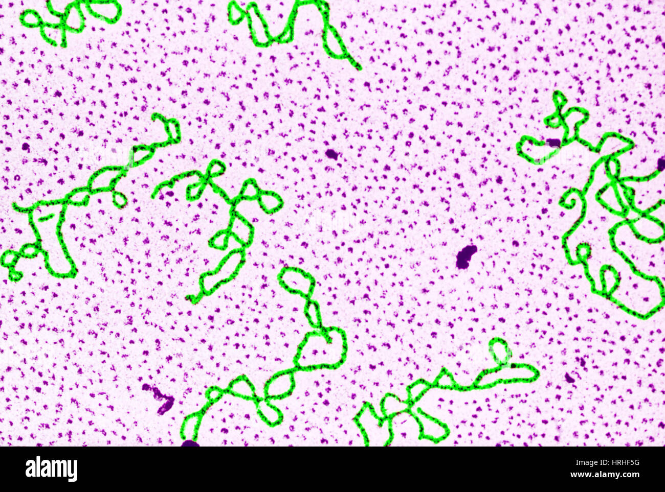 Dna replication micrograph hi-res stock photography and images - Alamy