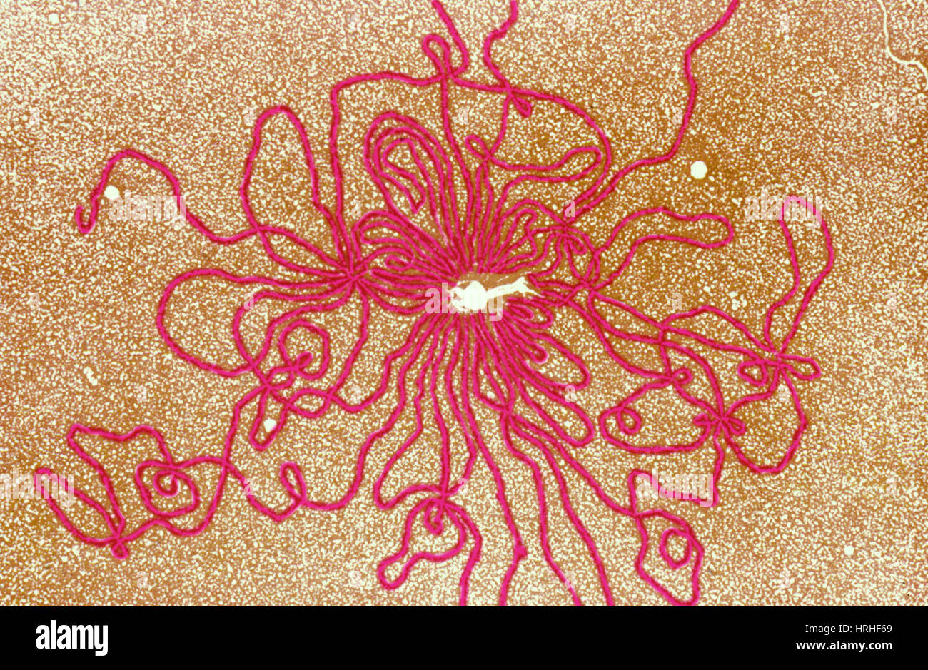 TEM of DNA Stock Photo - Alamy