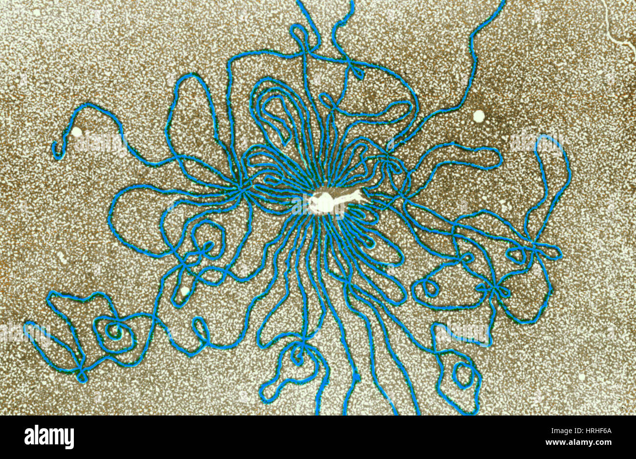 Bacterial dna tem hi-res stock photography and images - Alamy