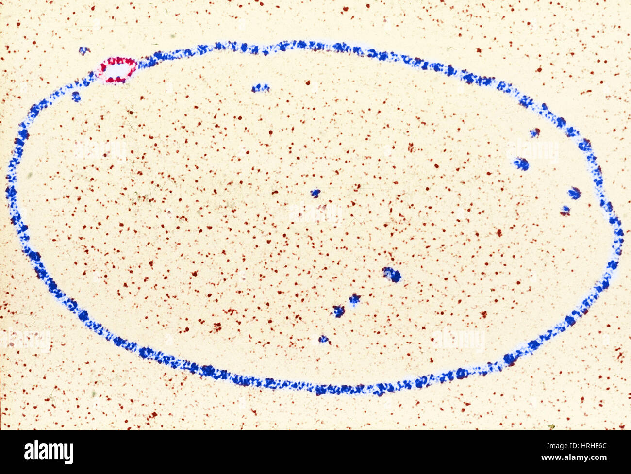 Transmission electron microscopy dna hi-res stock photography and ...
