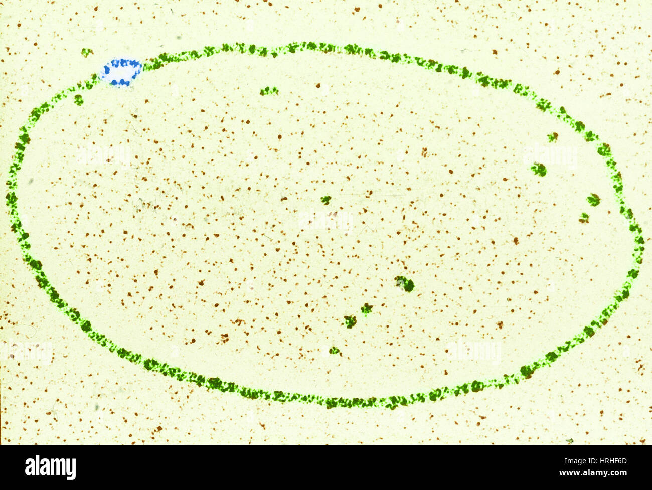 Dna replication tem hi-res stock photography and images - Alamy