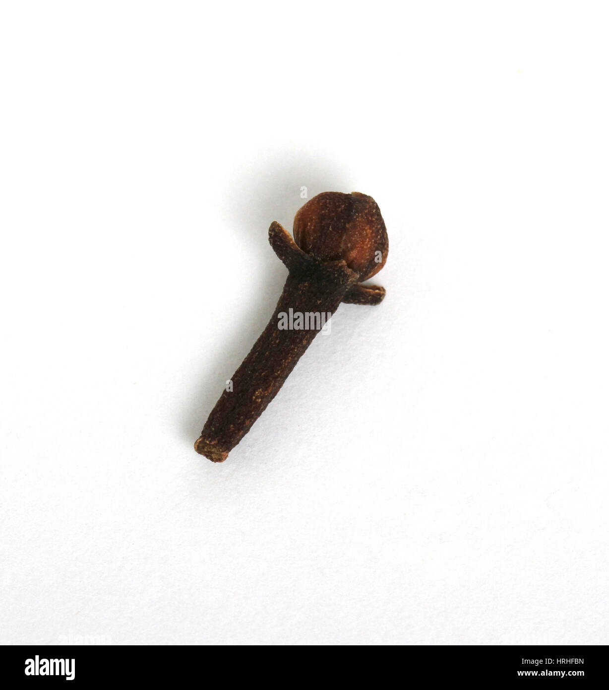 Clove Flower High Resolution Stock Photography and Images - Alamy