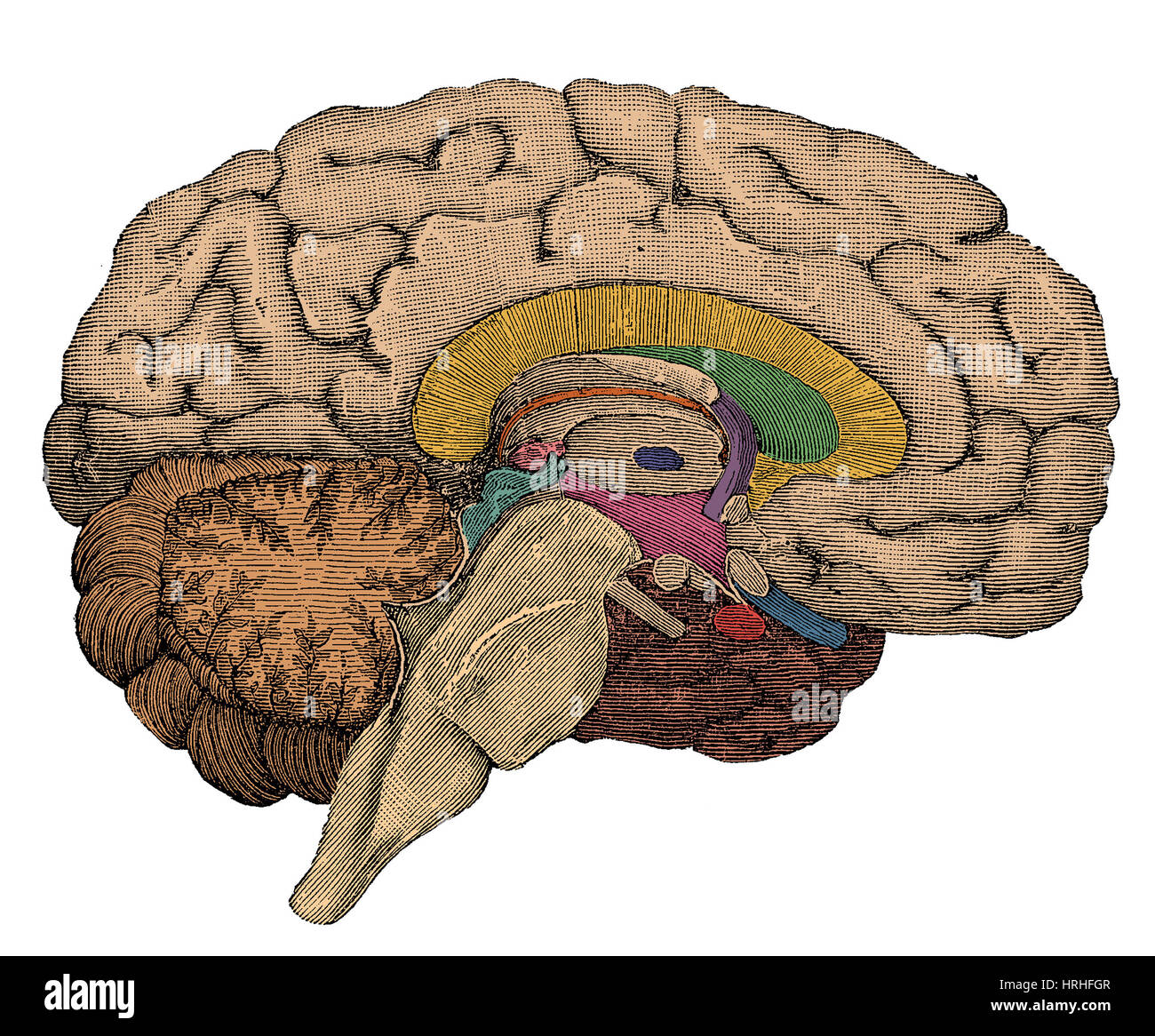 Sagittal section of the brain hi-res stock photography and images - Alamy