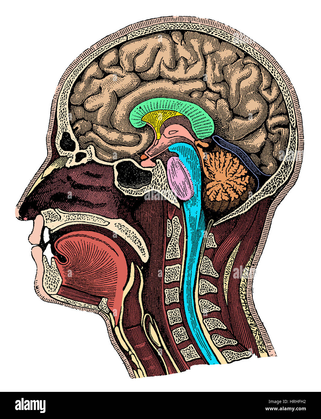 Head and Brain Anatomy Stock Photo - Alamy