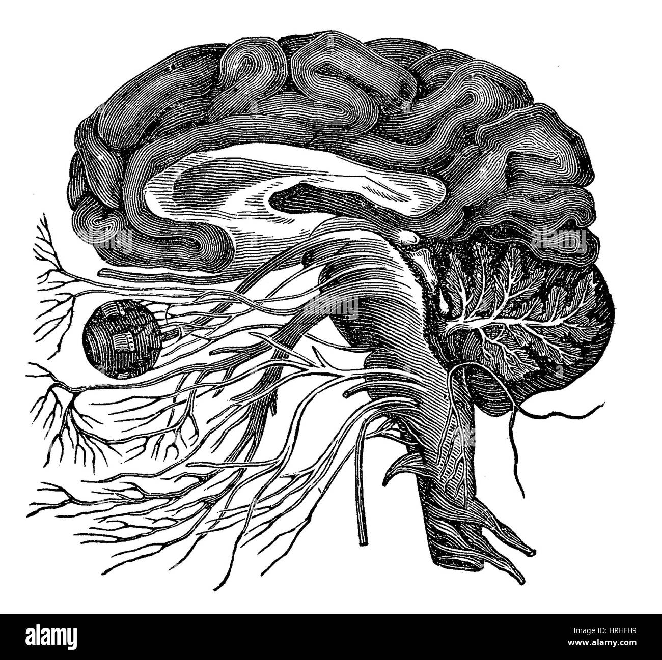 Anatomy brain cranial nerves hi-res stock photography and images - Alamy
