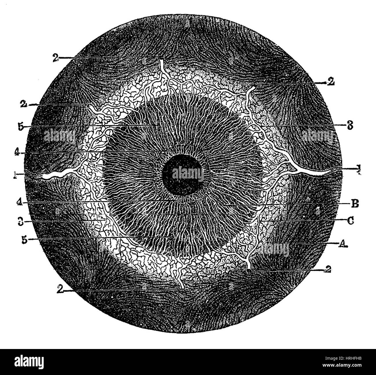 Choroid coat hi-res stock photography and images - Alamy