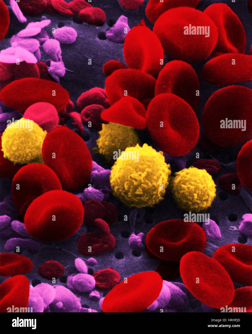 Electron microscopy normal human cell hi-res stock photography and ...