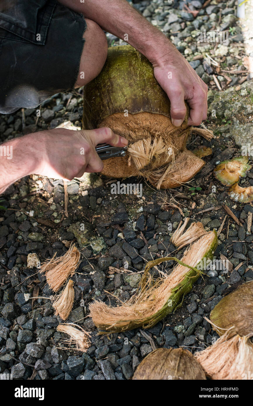 opening a coconut Stock Photo - Alamy
