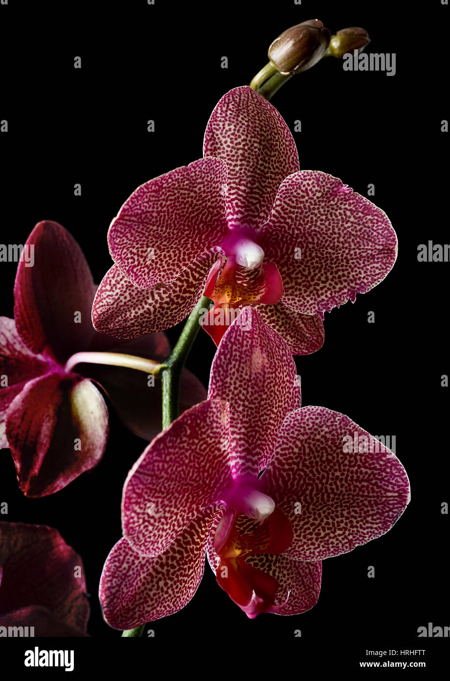 Orchids symmetry hi-res stock photography and images - Alamy