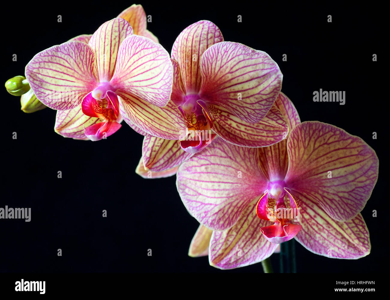 Orchids symmetry hi-res stock photography and images - Alamy